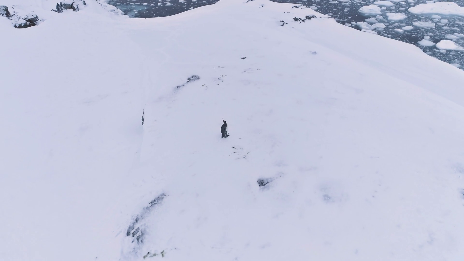 Lone King Penguin Wave Wing Antarctica Stock Footage SBV-348895559 ...