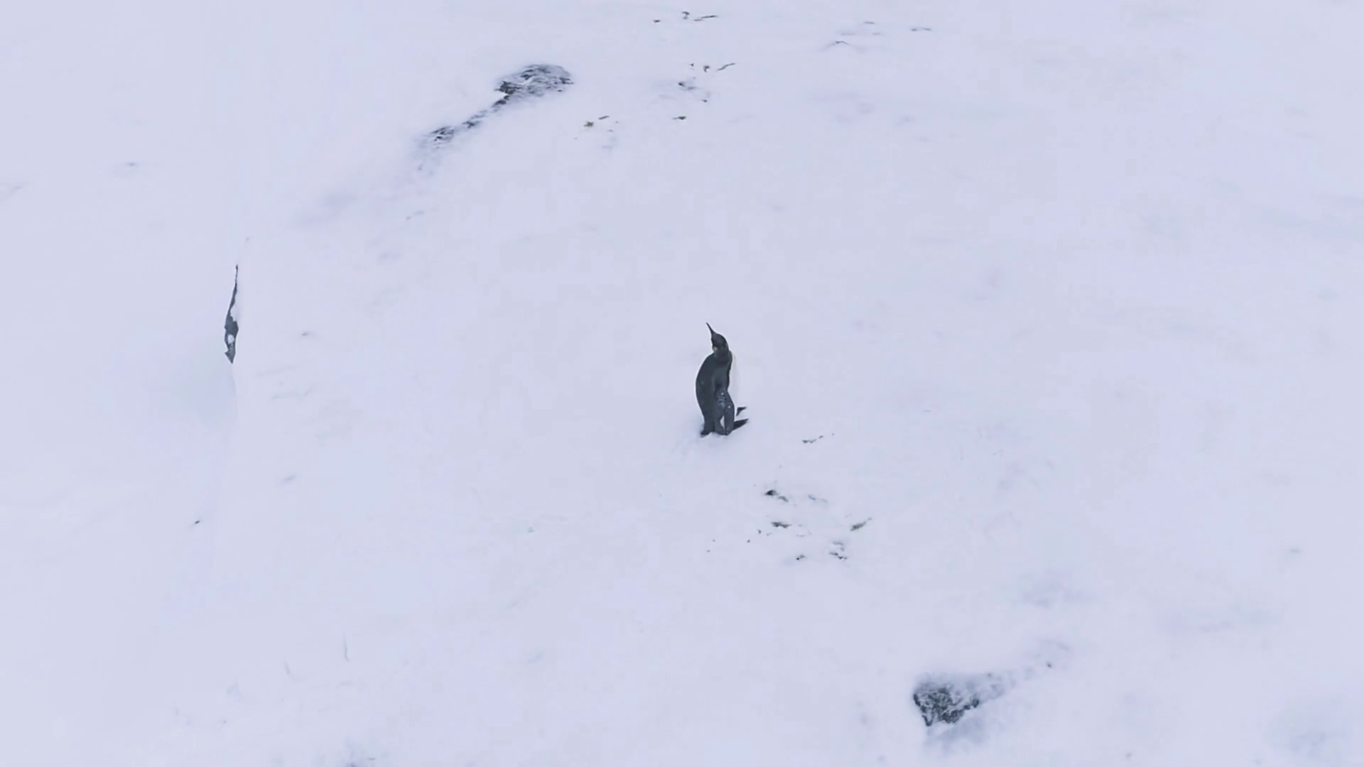 Lone King Penguin Wave Wing Antarctica Stock Footage SBV-348895498 ...