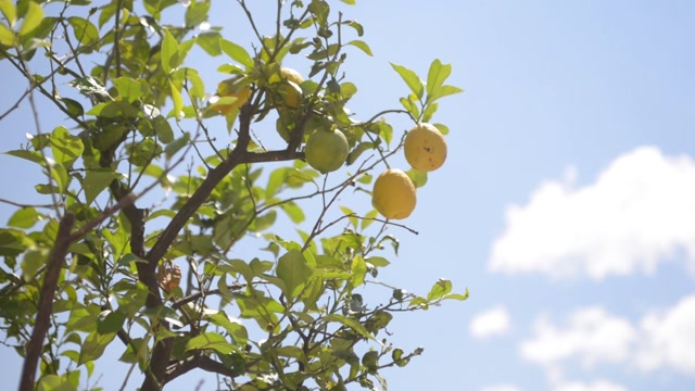 Orange Fruit Falling From Tree Stock Footage: Royalty-Free Video Clips ...