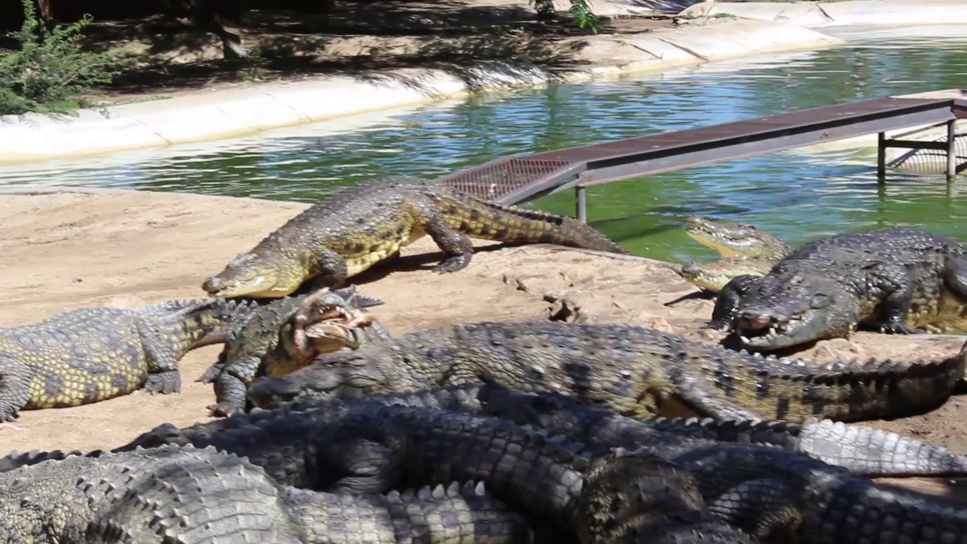 Namibia Africa - Crocodile Farm - Feeding Stock Footage SBV-310955038 ...