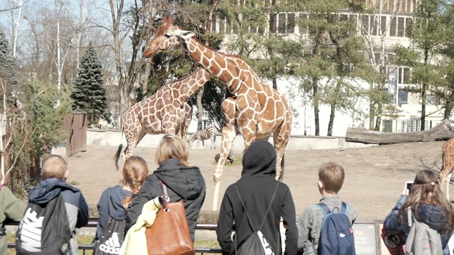 Animal Attraction Stock Footage: Royalty-Free Video Clips - Storyblocks