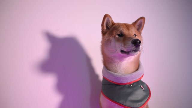 Guy Photo Stock Footage: Royalty-Free Video Clips - Storyblocks