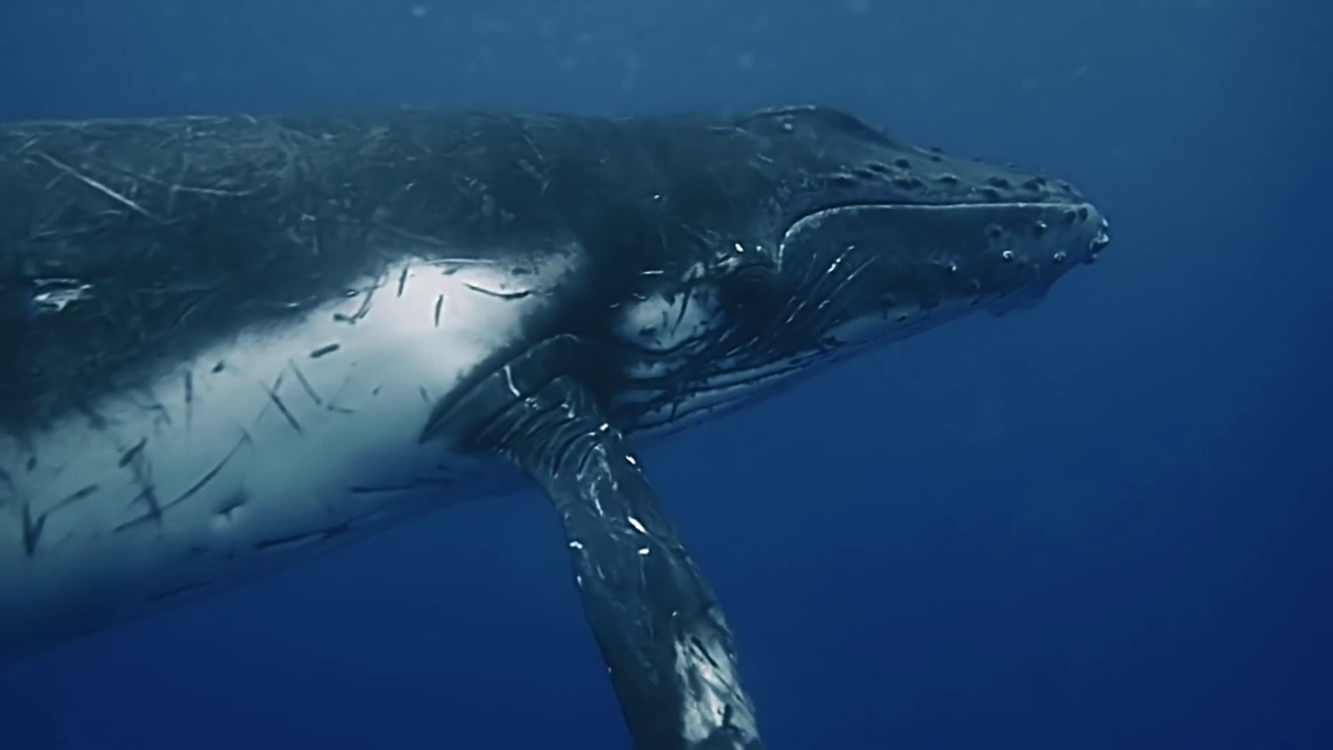 Old Humpback Whale Full Of Scars Swimming In Stock Footage SBV ...