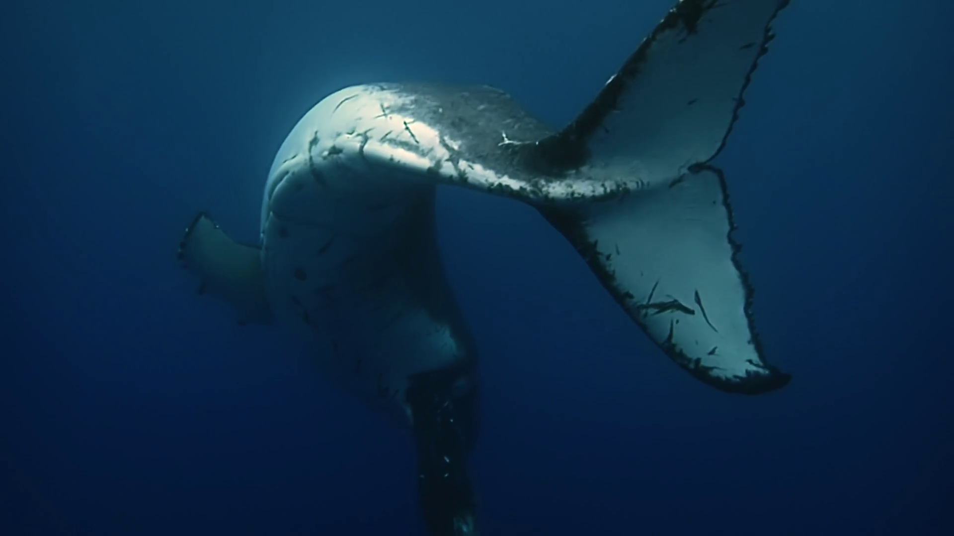 A Graceful Humpback Whale Covered In Scars Stock Footage SBV-347698776 ...