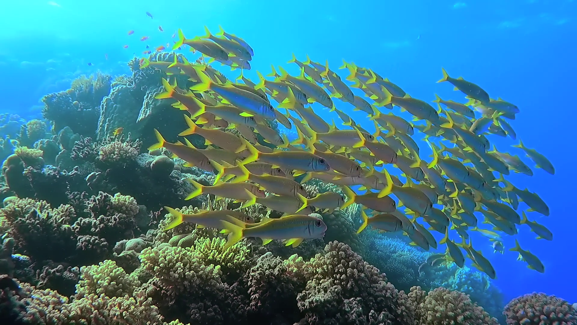 School Of Yellowtail Goatfish Swim Out From Stock Footage SBV-347699351 ...