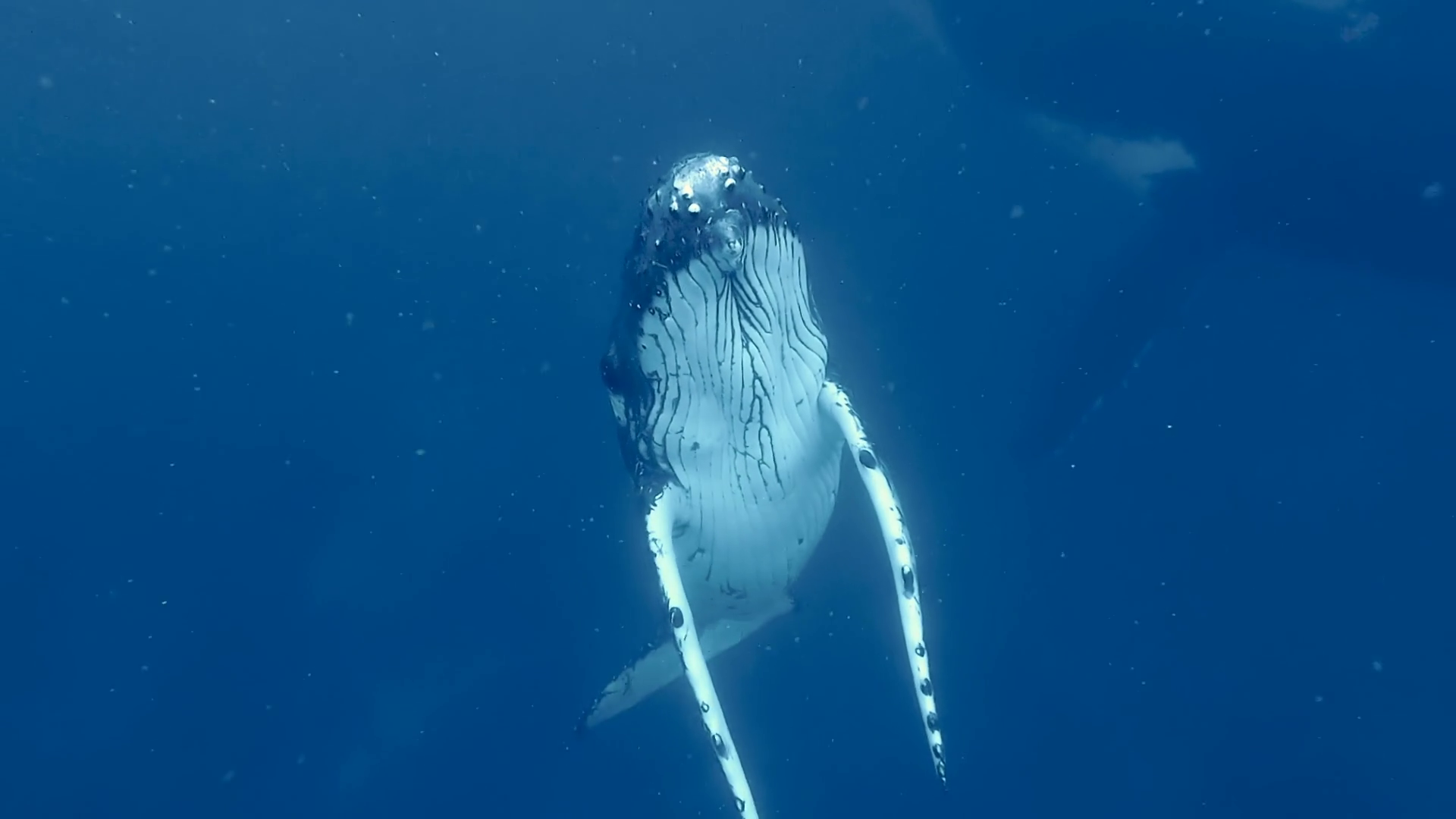 Humpback Whale Swims Towards Surface Of Stock Footage SBV-348645363 ...