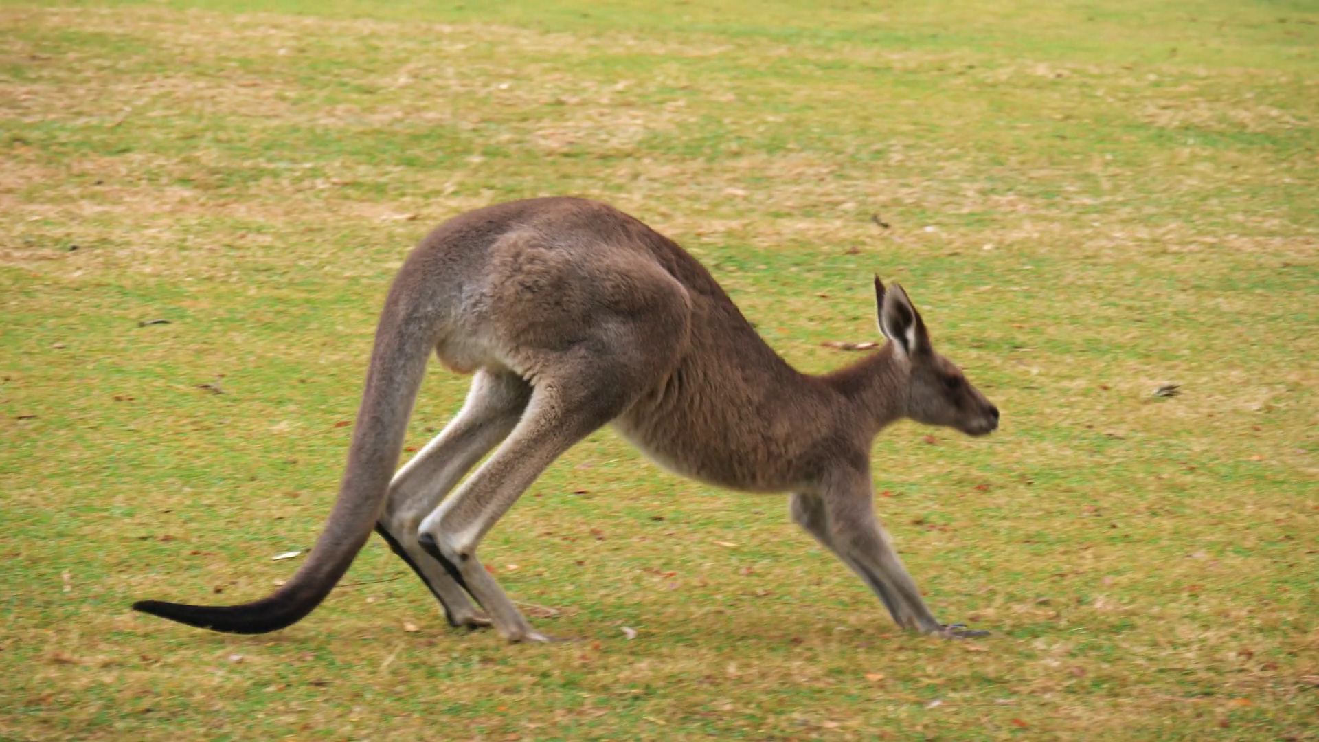 Red Kangaroo Crawl Hops On Four Legs Across Stock Footage SBV-348905236 ...