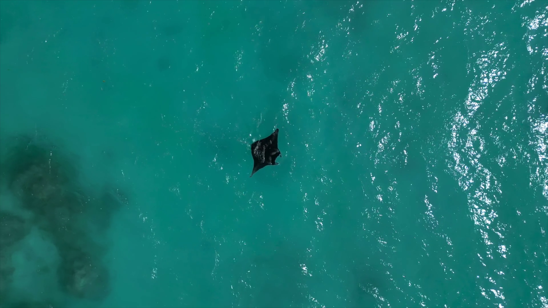 Aerial Directly Above Giant Manta Ray Stock Footage SBV-348720887 ...