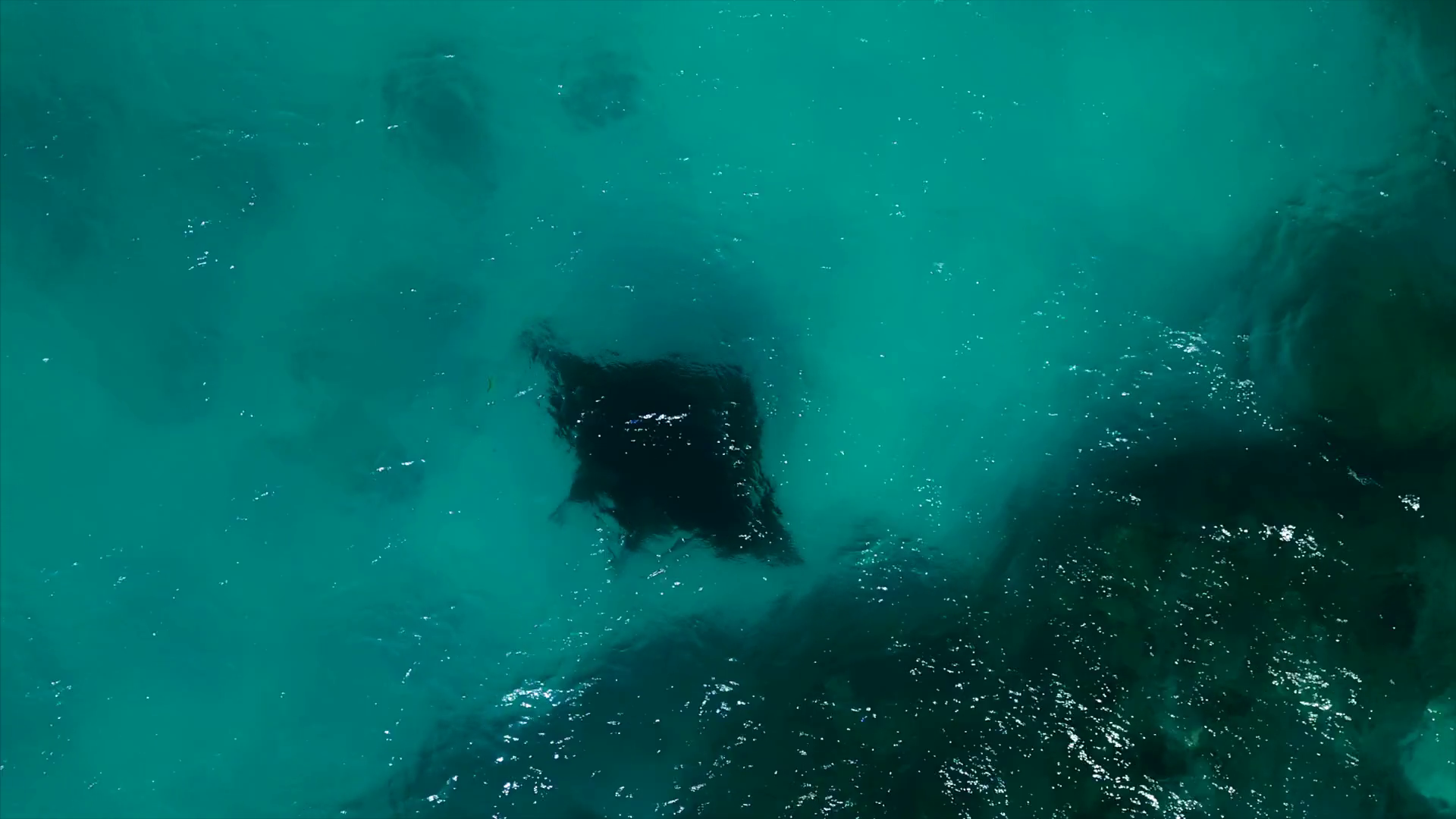 Large Black Manta Ray In Tropical Reef Stock Footage SBV-348722883 ...
