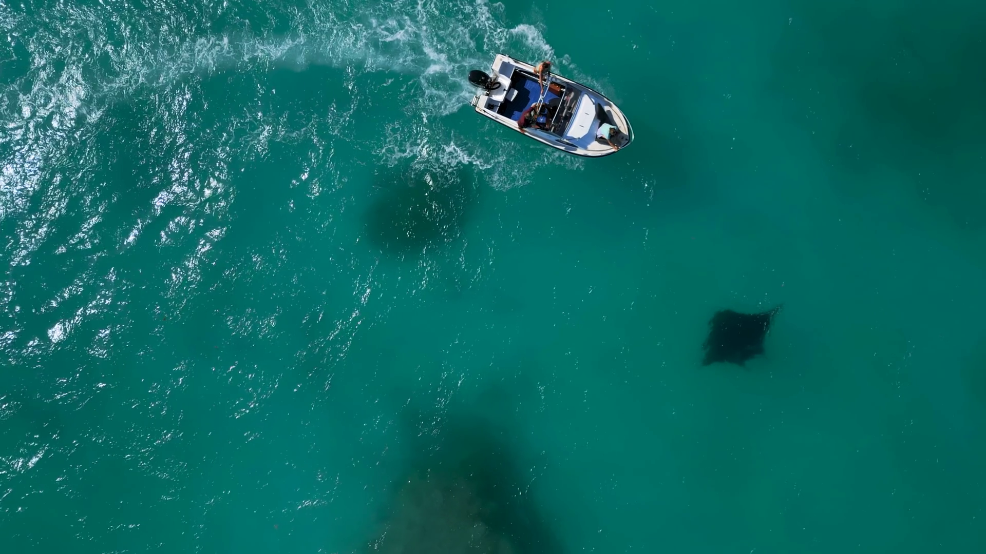 A Boat Approaches Large Manta Ray In Clear Stock Footage SBV-348722405 ...