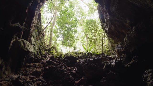 Jungle Rainforest Opening Stock Footage: Royalty-Free Video Clips ...