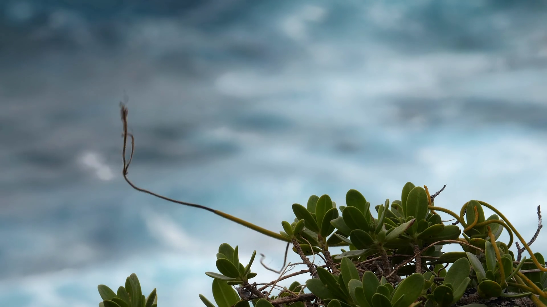 Rugged Coast Wind Blowing Plants Powerful Stock Footage SBV-348581199 ...