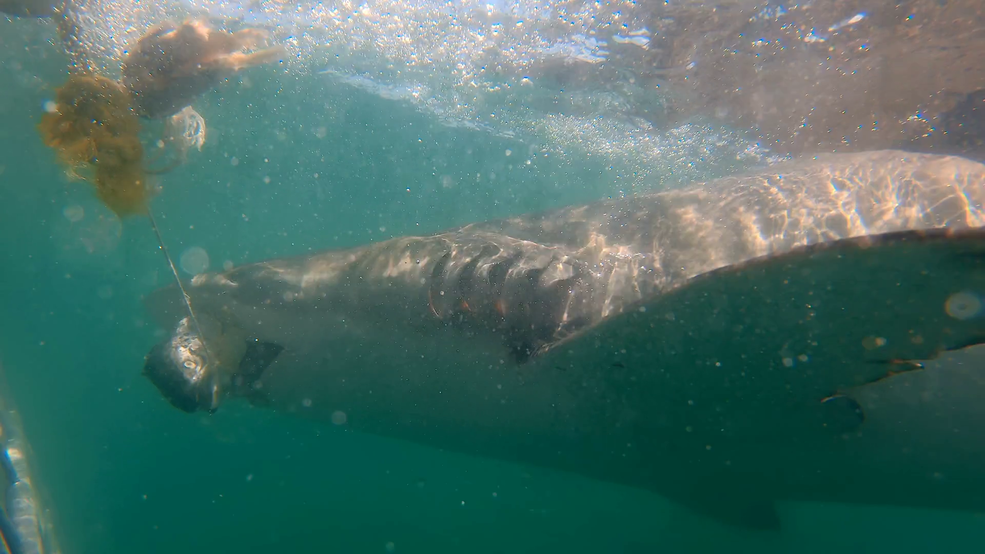 Great White Shark With Bait In Teeth Bumps Stock Footage SBV-347806823 ...