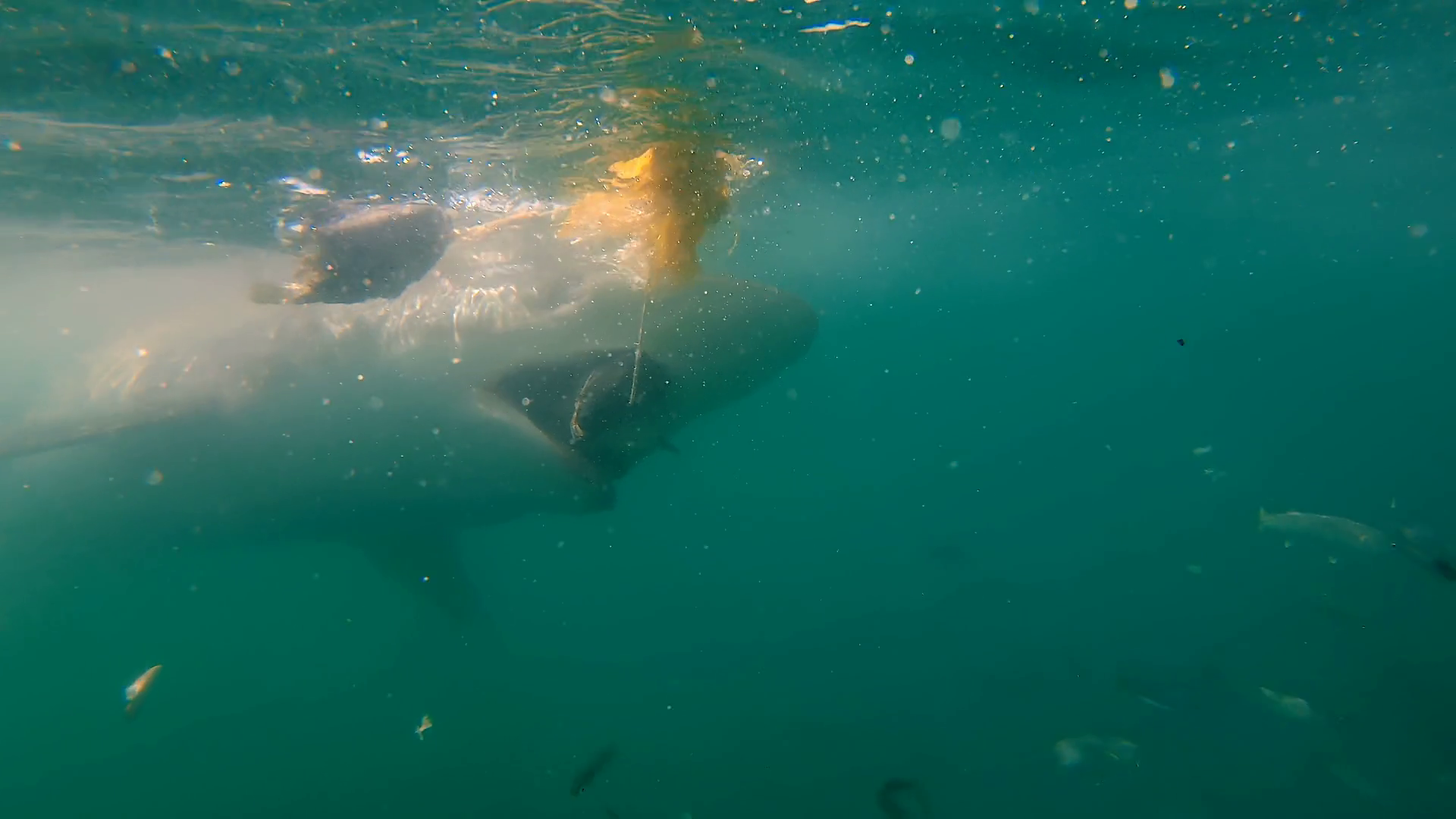 Shark With Bait Underwater Thrashes Tail Stock Footage SBV-347806814 ...