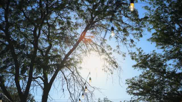 Breezy Trees Stock Footage: Royalty-Free Video Clips - Storyblocks