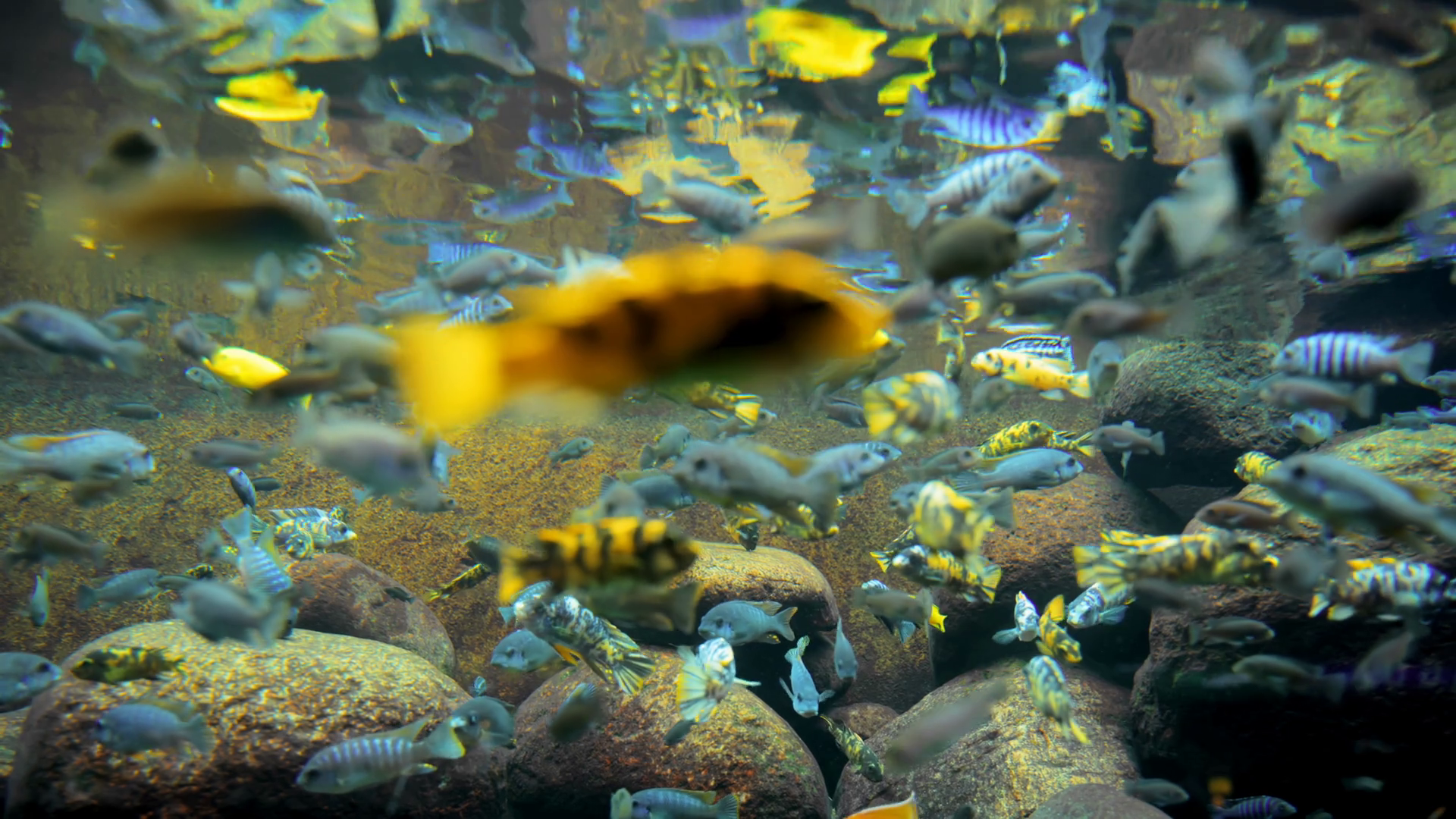 Yellow Finned Tropical Fish Gliding Near Stock Footage SBV-352024370 ...