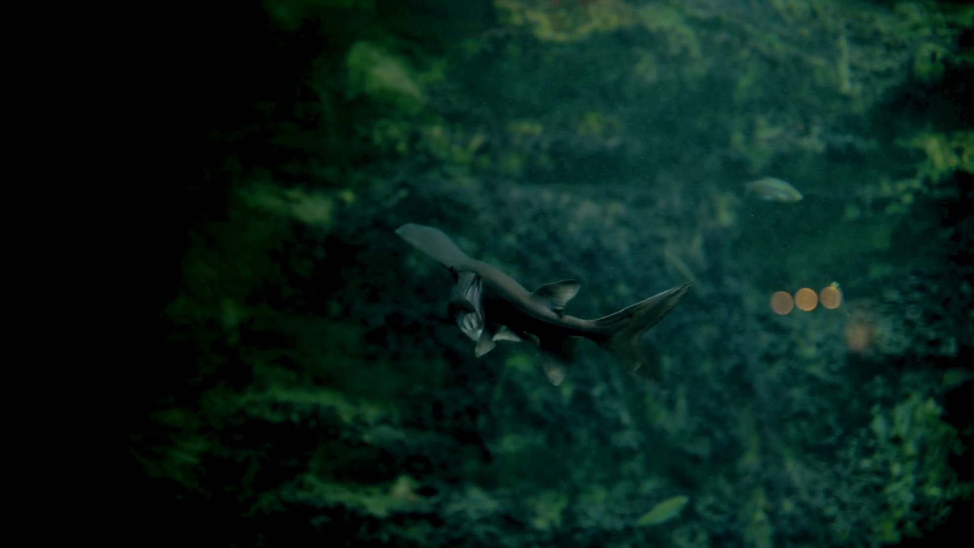 Wide View Of Tropical Marine Life Swimming Stock Footage SBV-352001433 ...