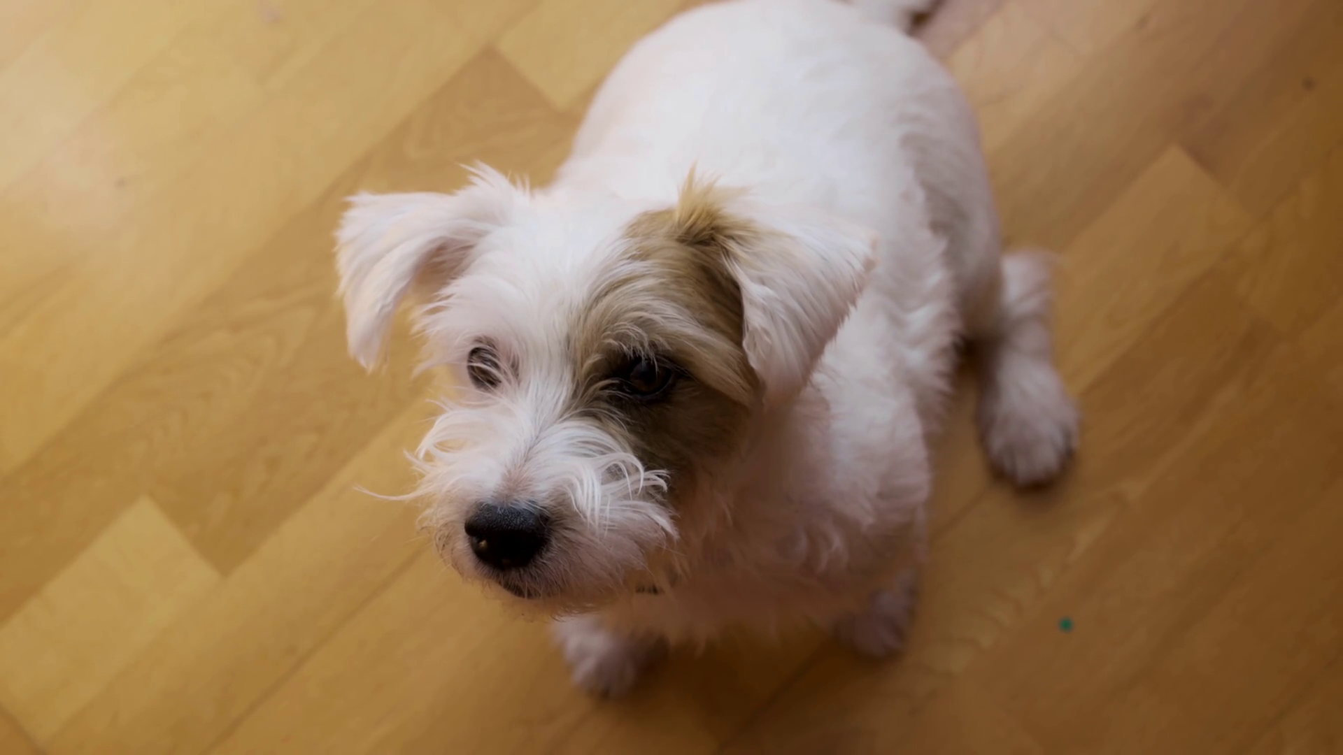 Dog Jack Russel Waiting Looking At Master Stock Footage SBV-352183604 ...