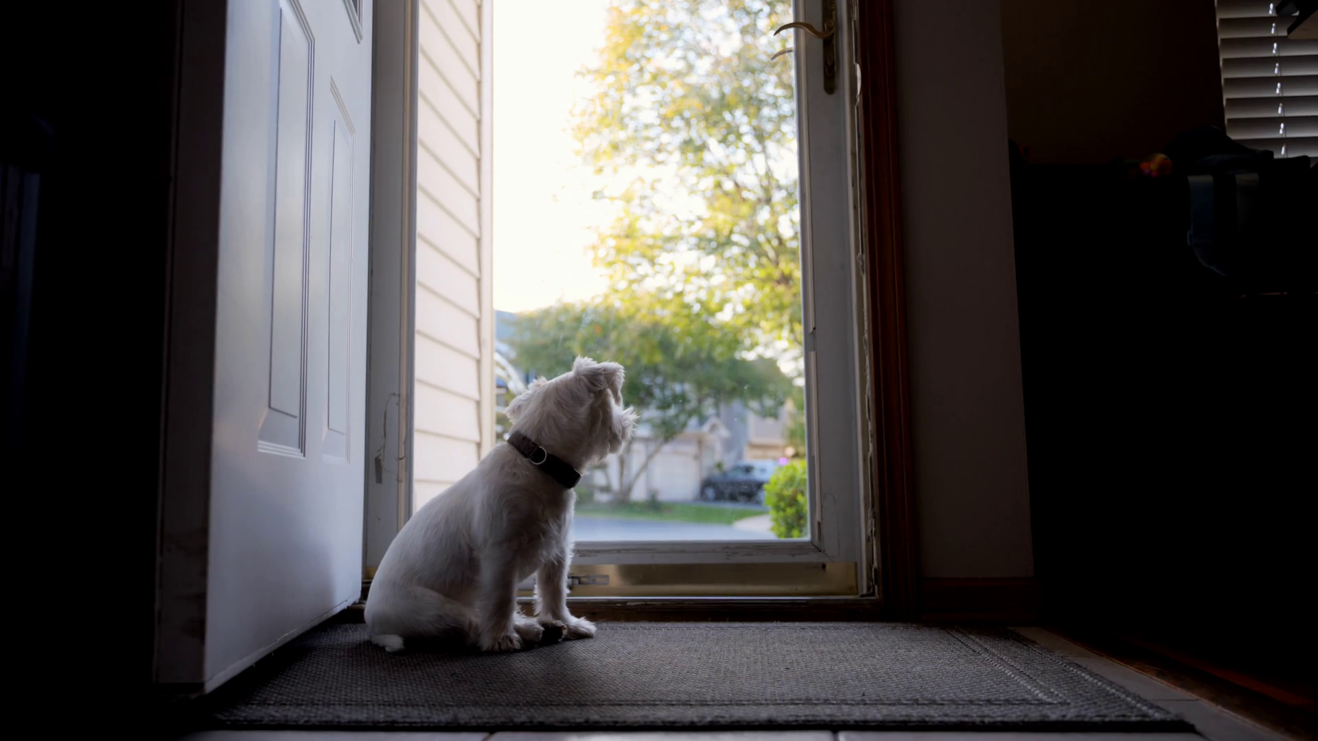Pet Jack Russel Dog Wait Owner Looks Through Stock Footage SBV ...