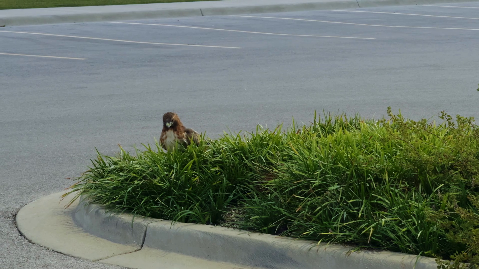 Hawk Surrounded Green Grass Scanning Prey At Stock Footage SBV ...