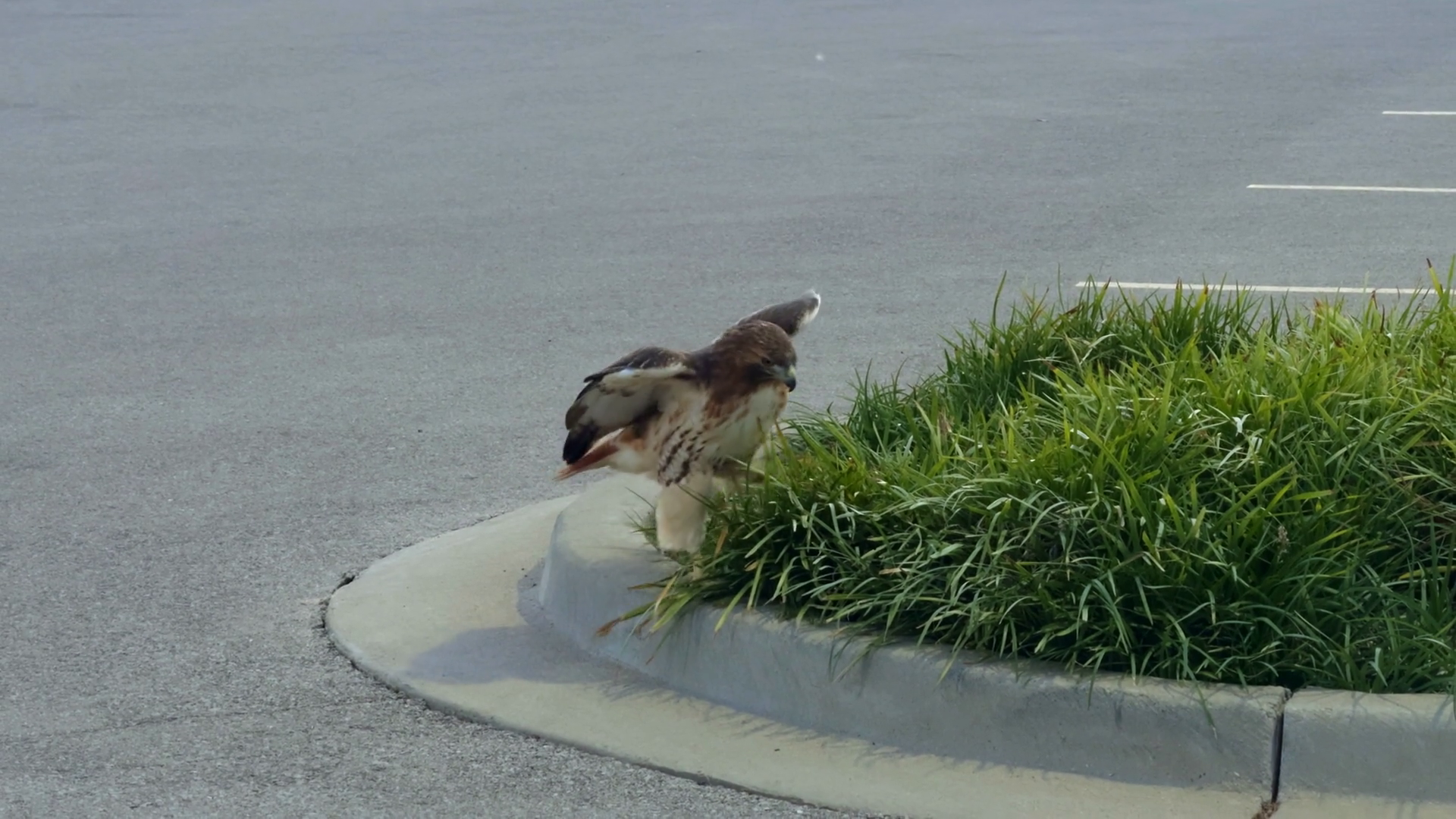 Hawk Surrounded Green Grass Scanning Prey At Stock Footage SBV ...