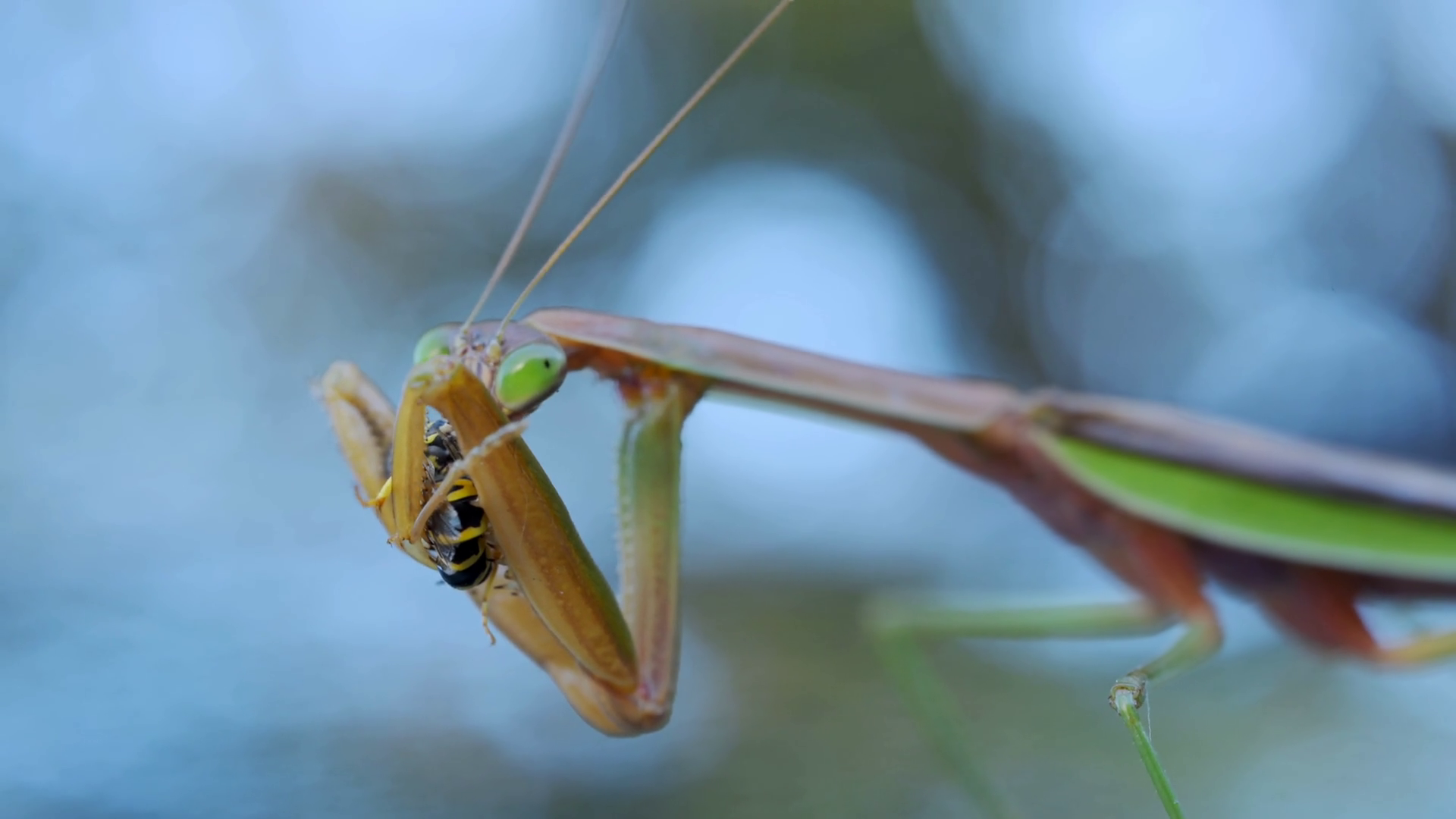 Praying Mantis Hunting Eating Yellowjacket Stock Footage SBV-352952918 ...