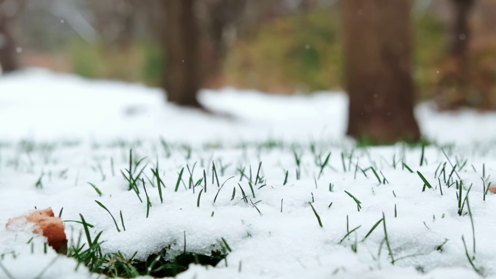 Close Up Shot First Autumn Snow Falls On Stock Footage SBV-347281273 ...