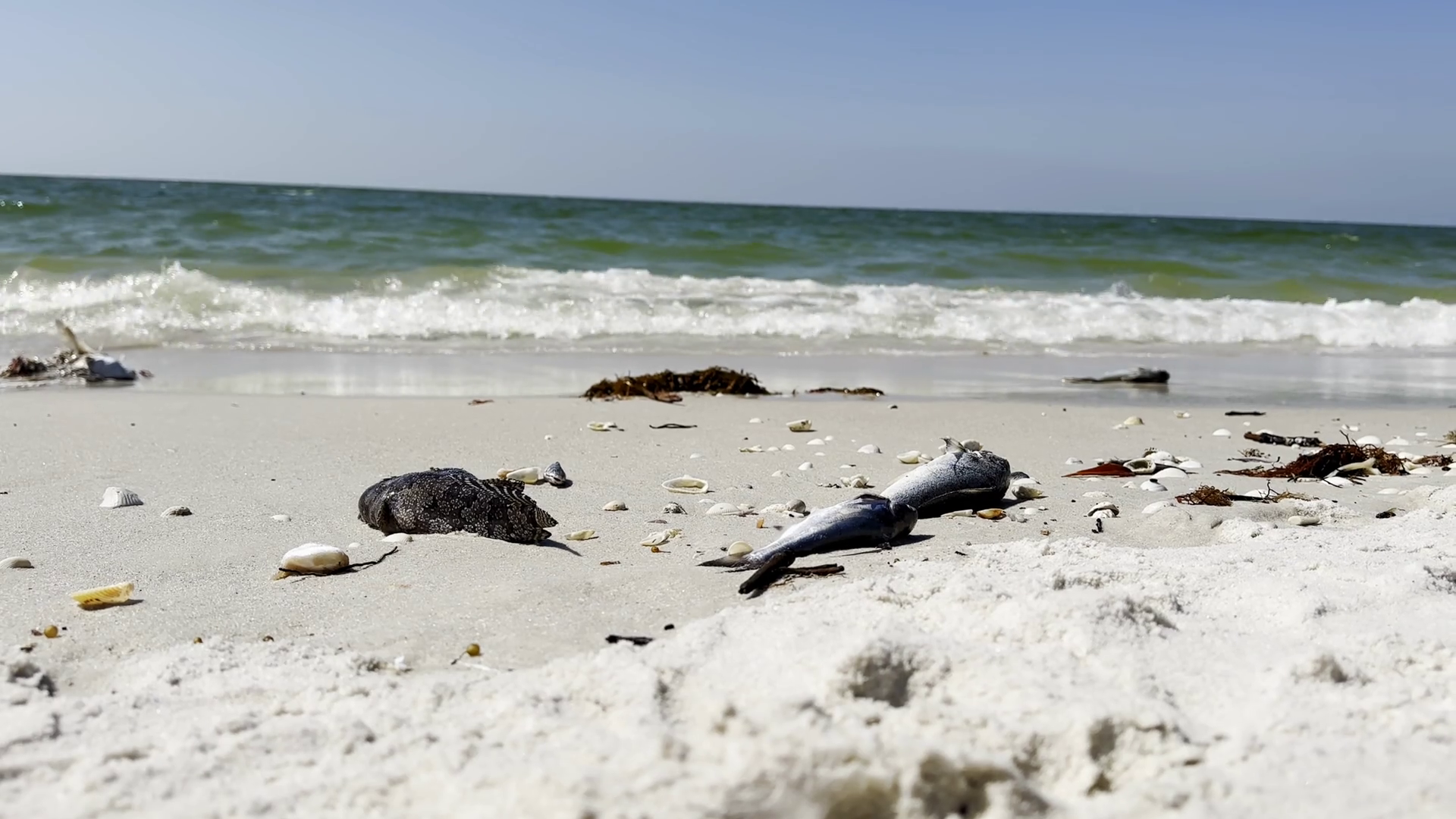 Waves Washing Up Dead Fish Onto Beach Shore Stock Footage SBV-347489502 ...
