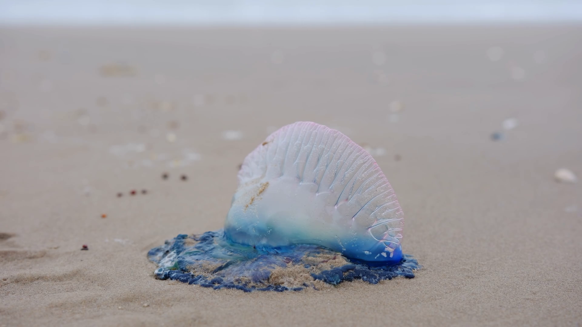 Close Up View Of Jellyfish Atlantic Stock Footage SBV-347553886 ...