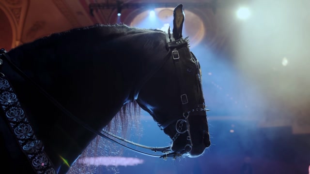 Darkhorse Stock Footage: Royalty-Free Video Clips - Storyblocks