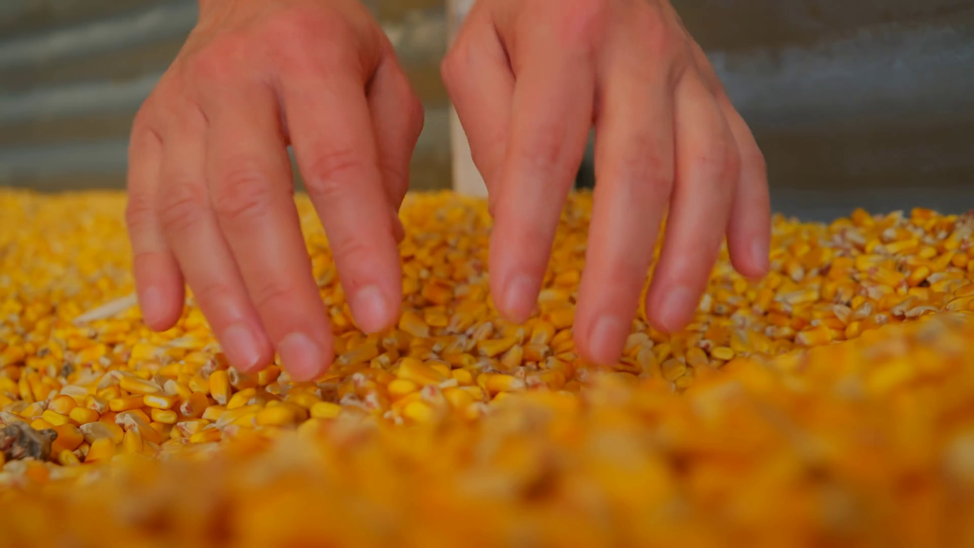 Close Up Shot Of Farmer's Hands Pick Corn Stock Footage SBV-348641607 ...
