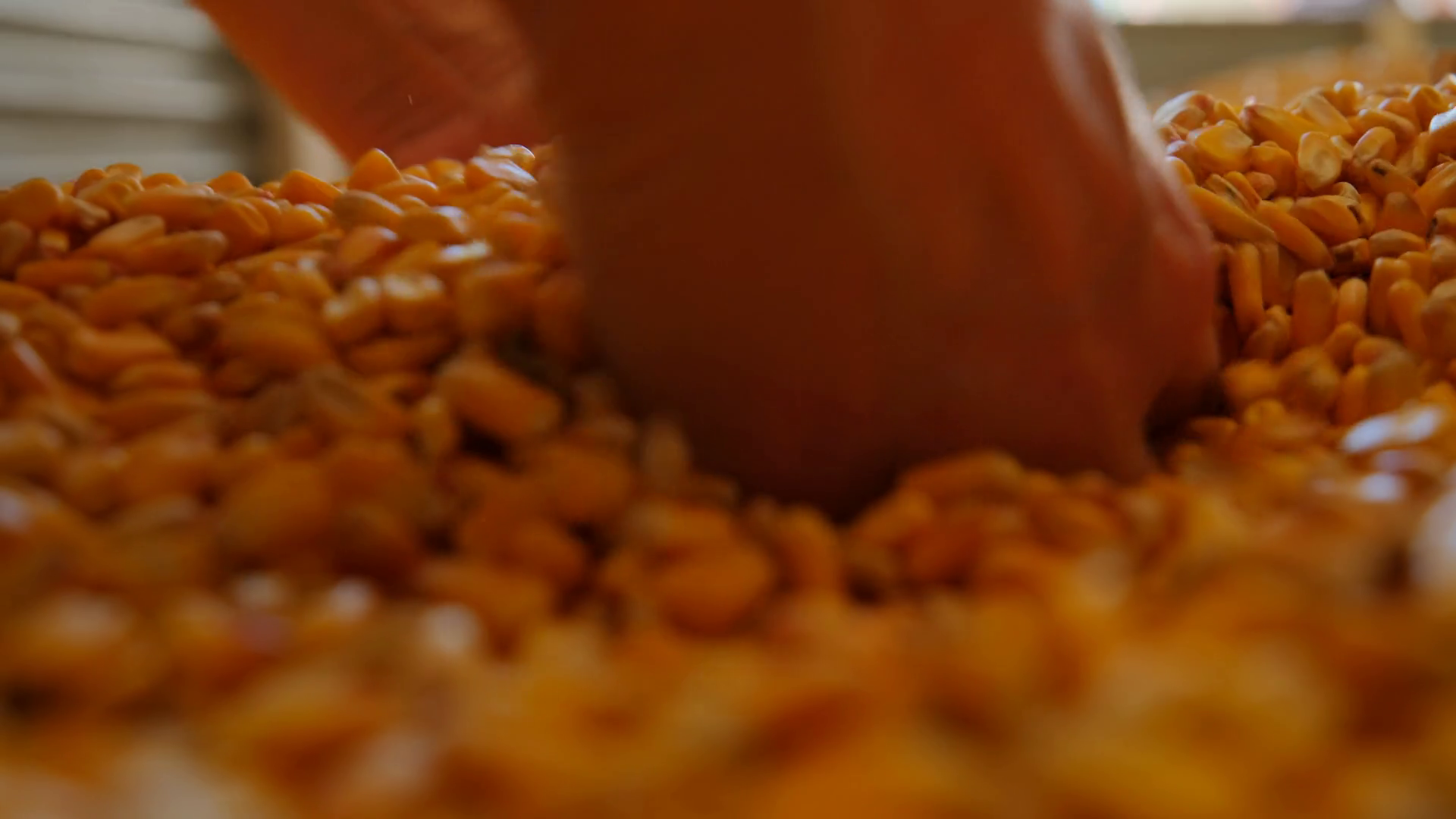 Man Farmer's Hands Pick Corn Grains Close Up Stock Footage SBV ...