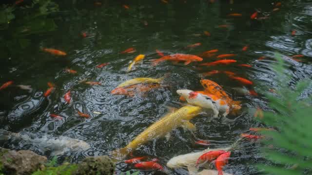 Koi Fish Stock Footage: Royalty-Free Video Clips - Storyblocks
