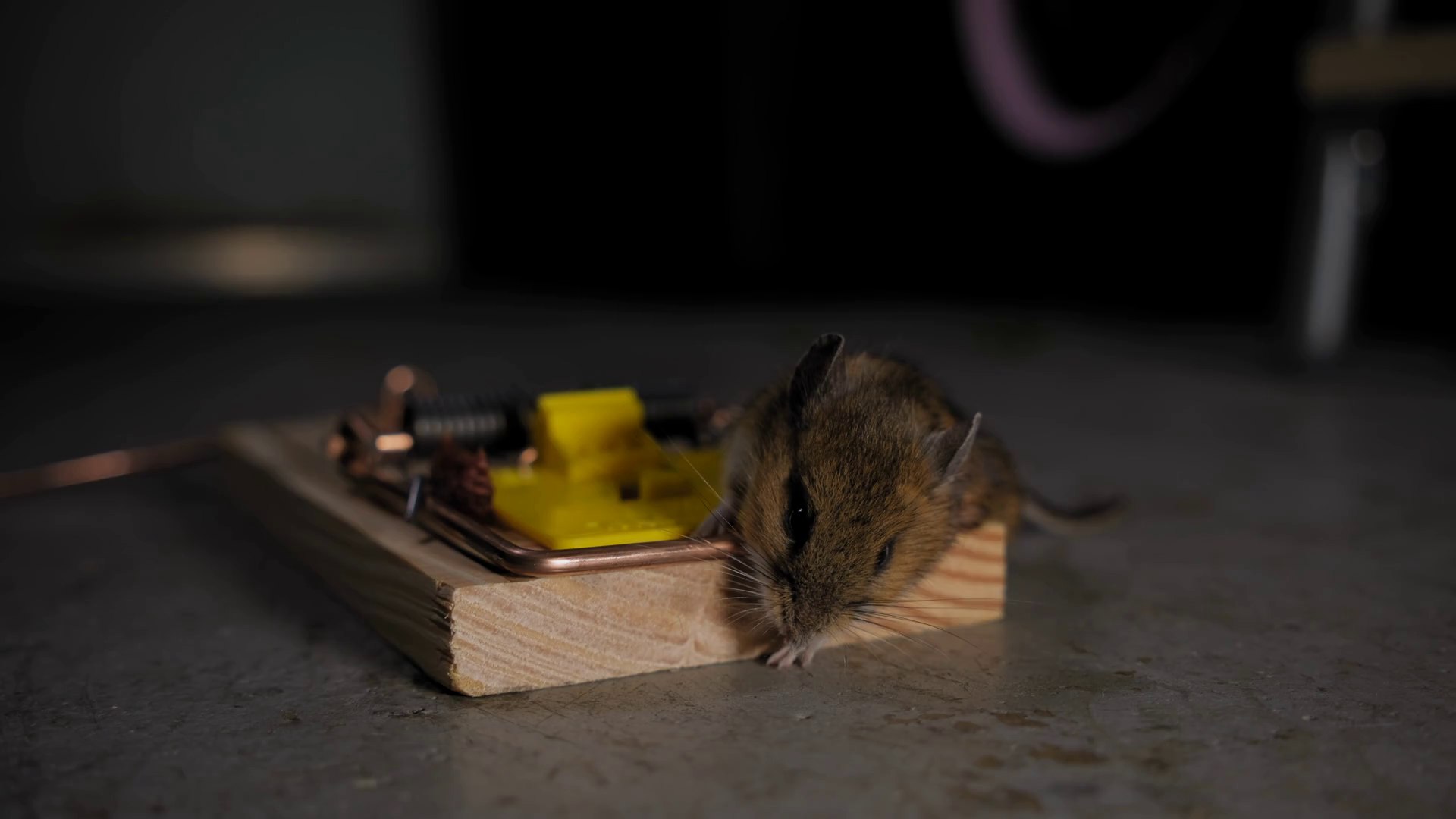 Close Up Shot Of Mouse In Trap Stock Footage SBV-348955345 - Storyblocks