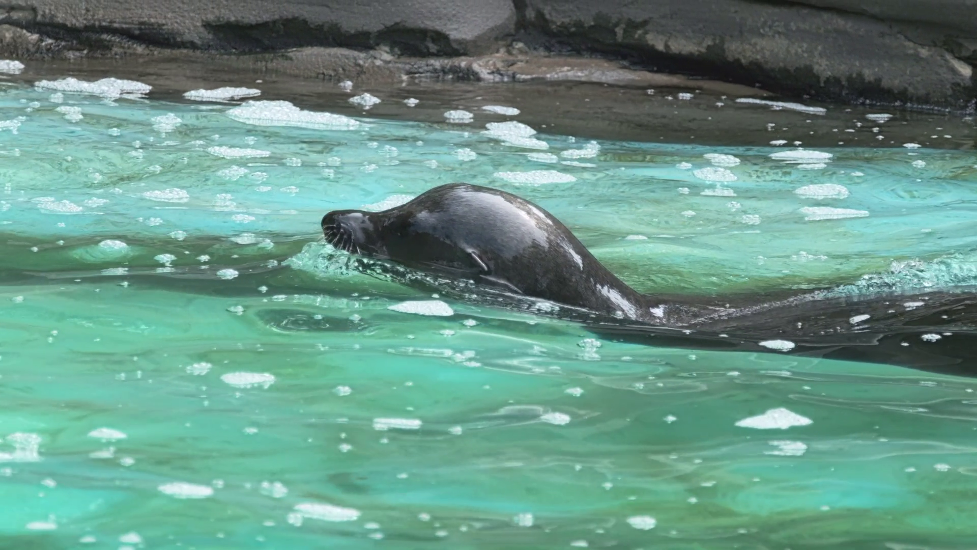 Seal Swimming In Water Slow Motion Stock Footage SBV-352827109 ...