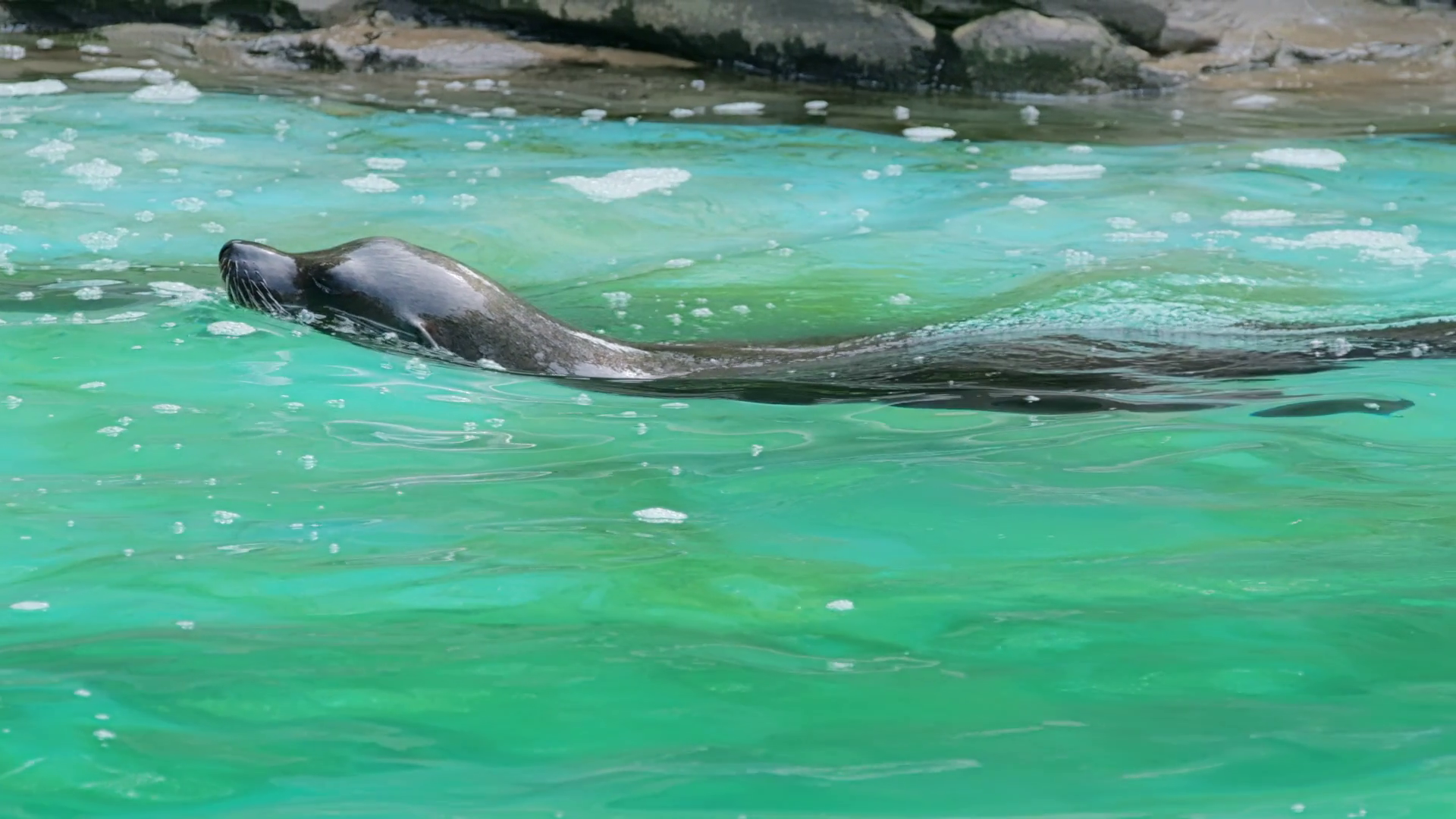 Seal Swimming In Water Slow Motion Stock Footage SBV-352901566 ...