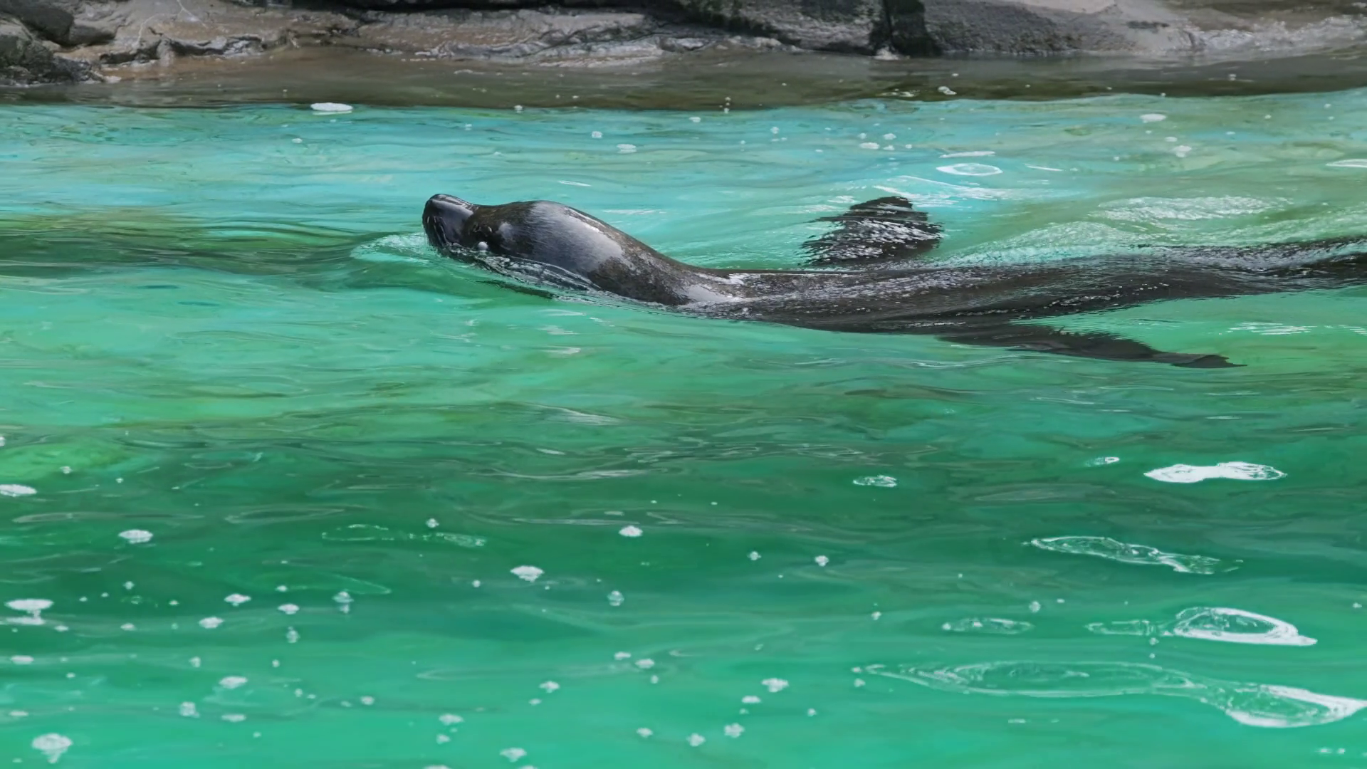 Seal Swimming In Water Slow Motion Stock Footage SBV-352827110 ...