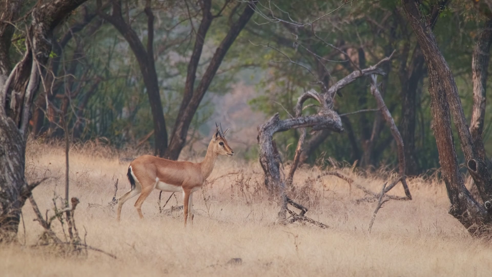 Indian Bennetti Gazelle Chinkara Walking Stock Footage SBV-352759826 ...