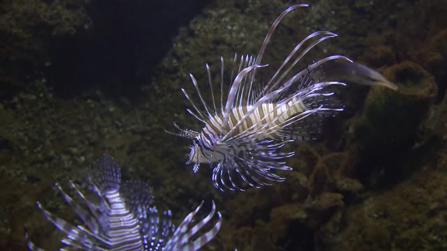 Fireworks Fish Stock Footage: Royalty-Free Video Clips - Storyblocks