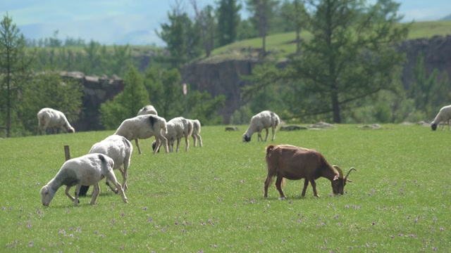 Stray Sheep Stock Footage: Royalty-Free Video Clips - Storyblocks