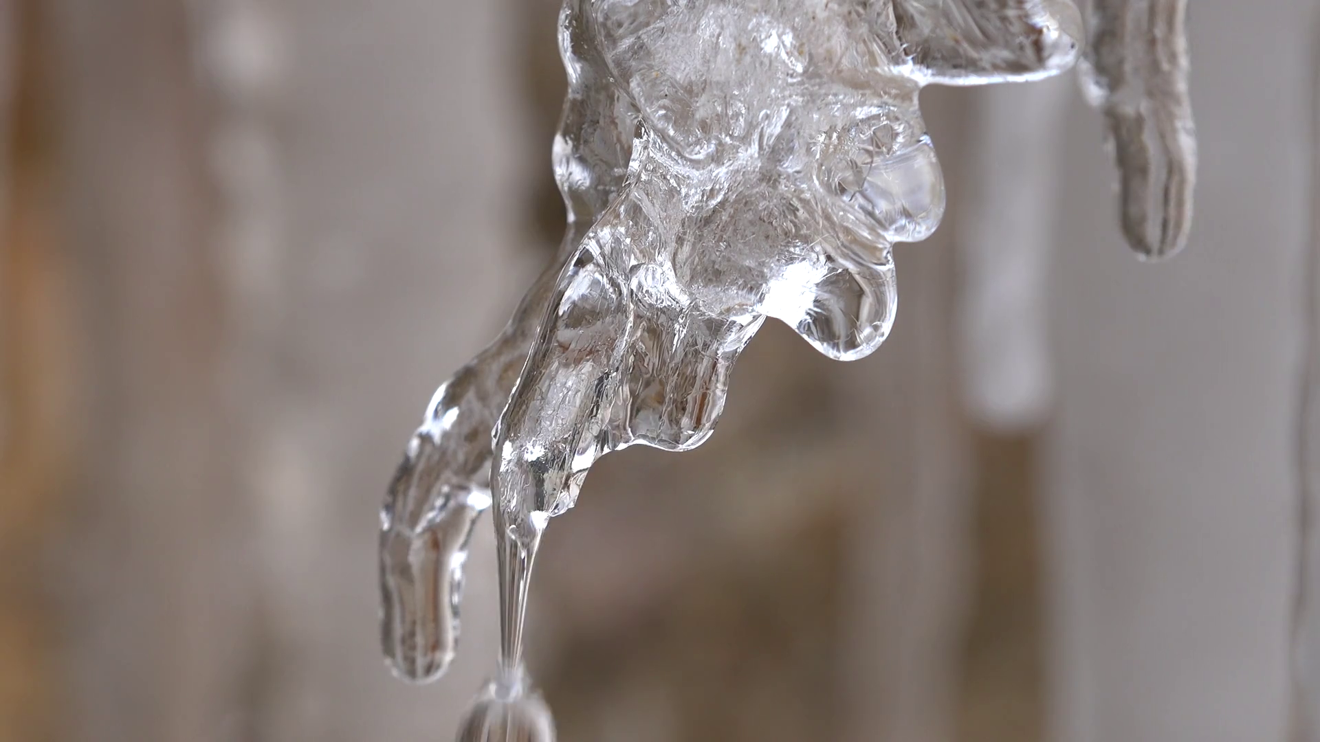 Drops Of Water Dripping From Tangled Natural Stock Footage SBV ...