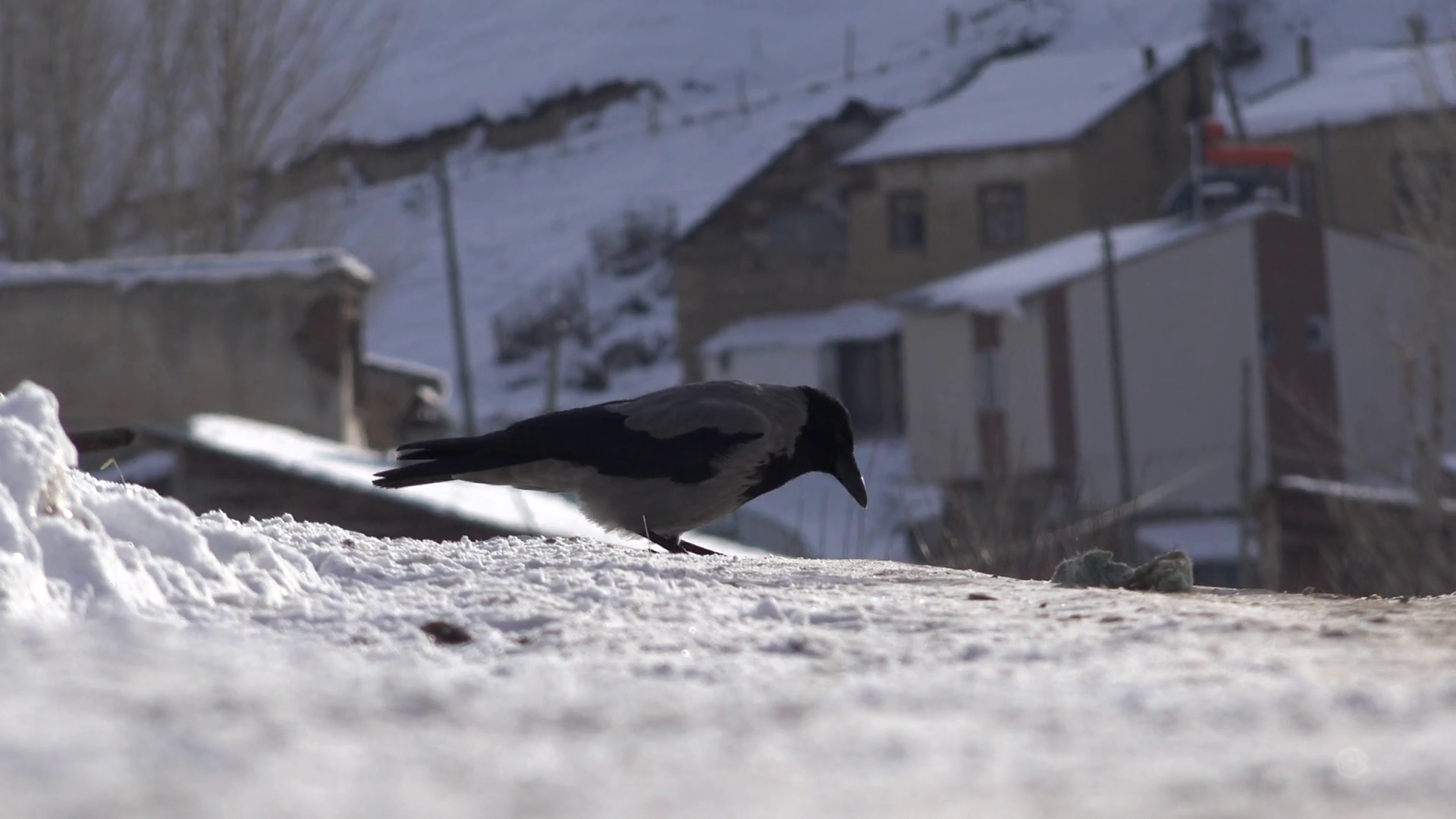 A Crow Bird Eating Food On Ground On Snowy Stock Footage SBV-348661789 ...