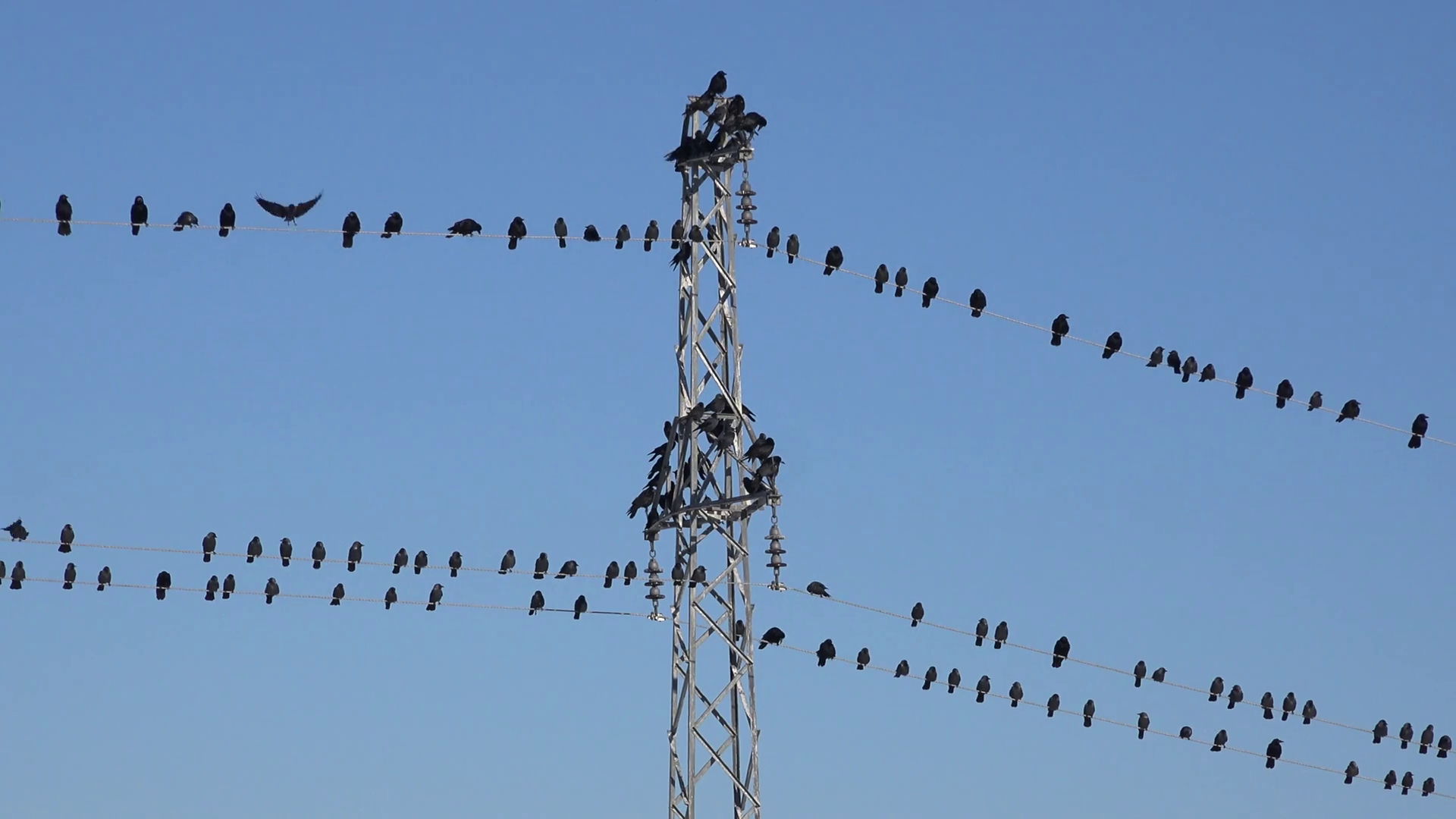 Crowded Flock Of Birds Roosting On High Stock Footage SBV-348661848 ...