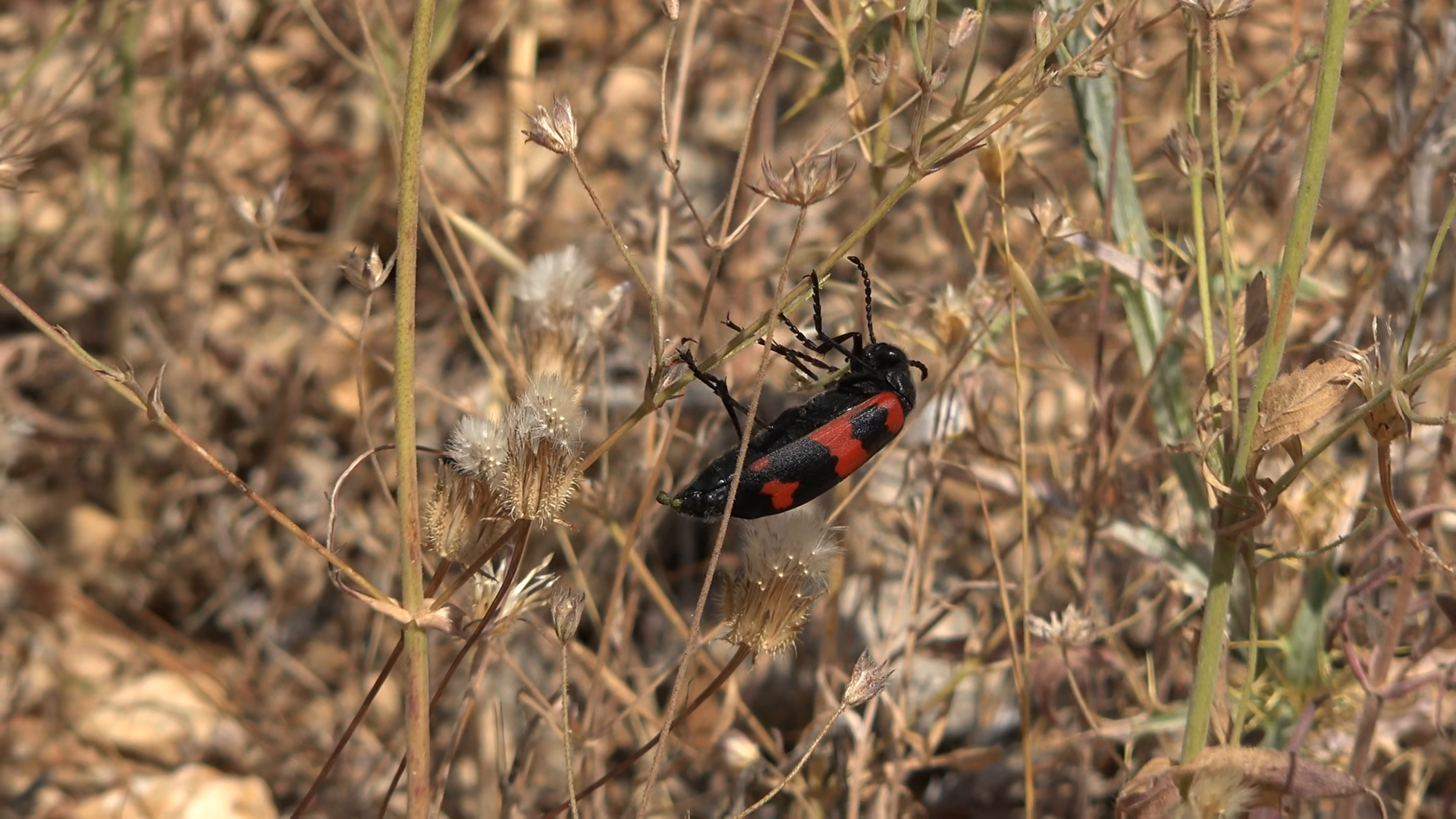Variable Blister Beetle Mylabris Variabilis Stock Footage SBV-353617467 ...