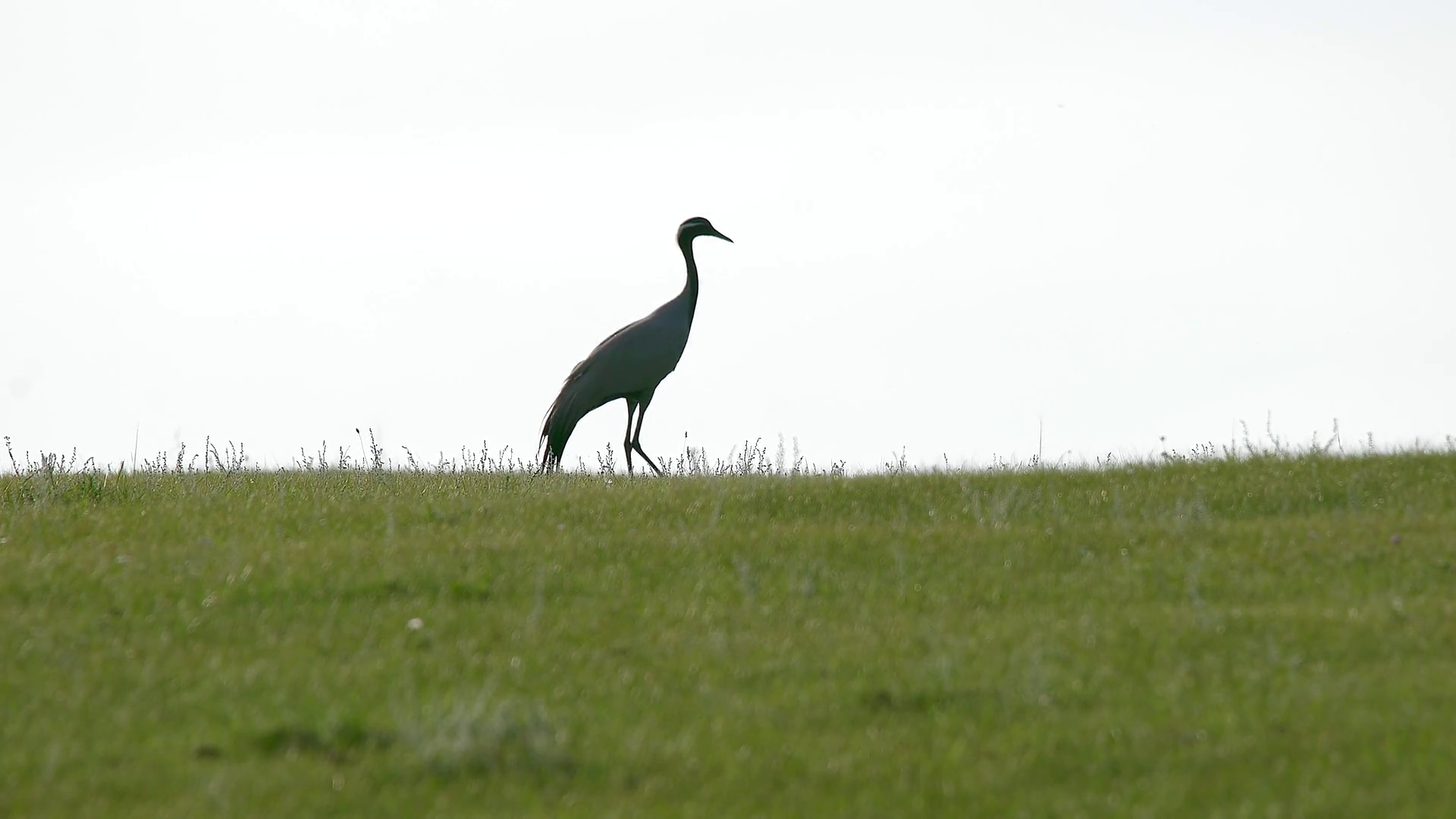 Real Wild Crane Birds Walking in Natural Meadow Habitat Stock Video ...