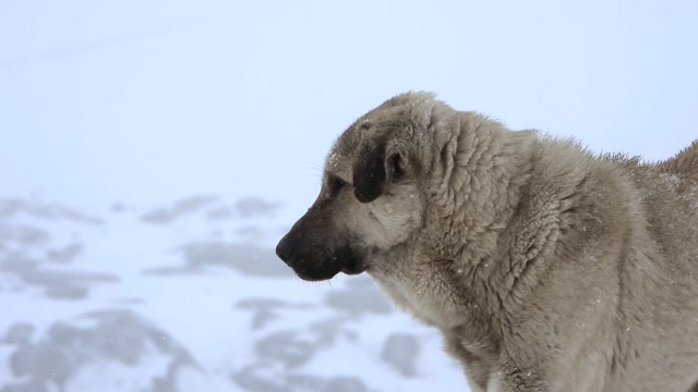 Storm | Animals stock footage - Storyblocks