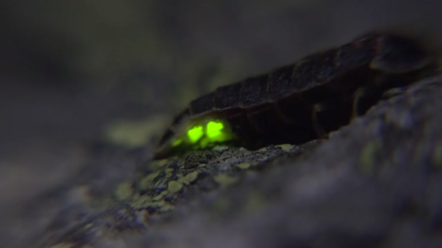 Firefly Stock Footage: Royalty-Free Video Clips - Storyblocks