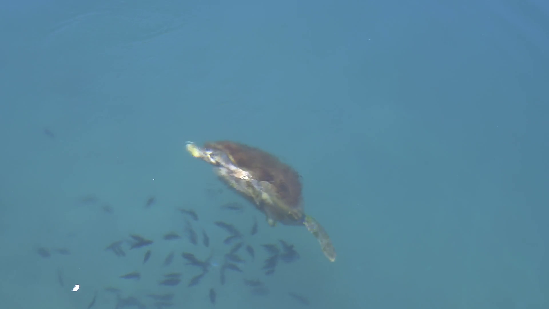 Loggerhead Sea Turtle Swimming and Eating on Shallow Sea Stock Video ...