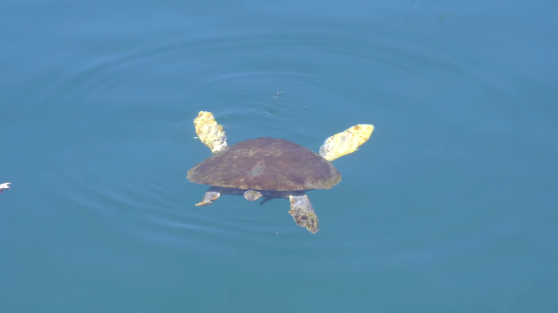 Loggerhead Sea Turtle Swimming and Eating on Shallow Sea Stock Video ...