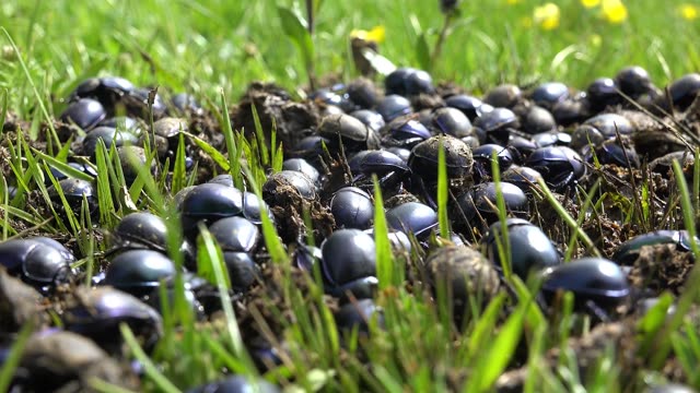 Tableland | Animals stock footage - Storyblocks